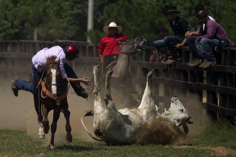 Coleo, la tradición ecuestre venezolana que genera debate Coleo, la tradición ecuestre venezolana que genera debate