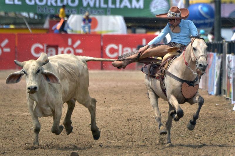 Coleo, la tradición ecuestre venezolana que genera debate Coleo, la tradición ecuestre venezolana que genera debate