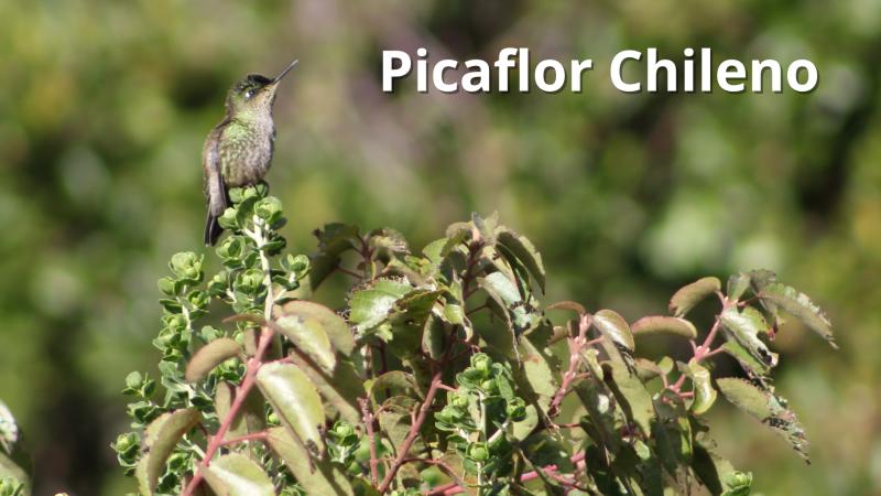 Los consejos para observar aves en verano | T13