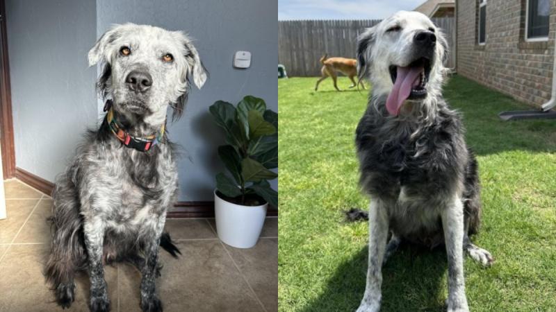 El impresionante cambio de un perro por vitíligo | T13