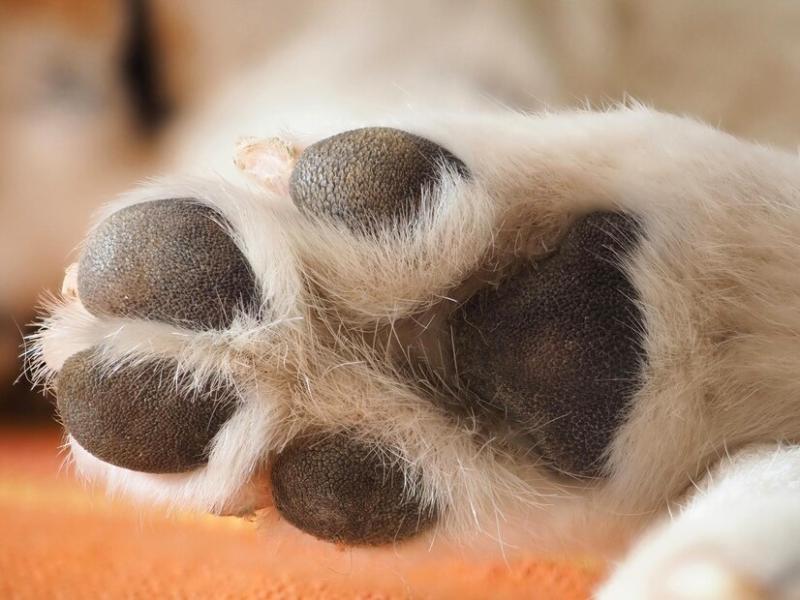 ¿Cómo cuidar las patitas de tu perro al sacarlo a pasear? | T13