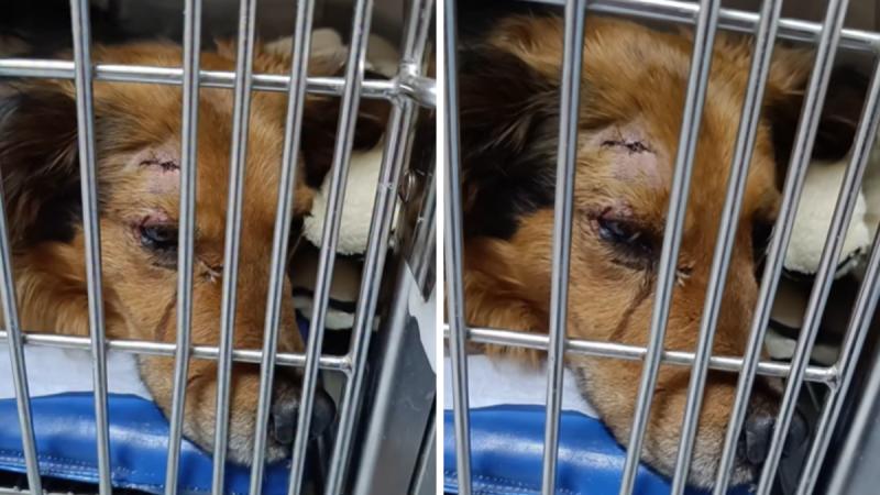 Inician campaña de fondos para perrito que fue atropellado | T13