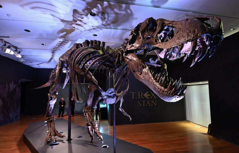 ¿Cuánto tardaba un T. rex en alcanzar su tamaño de adulto? | T13