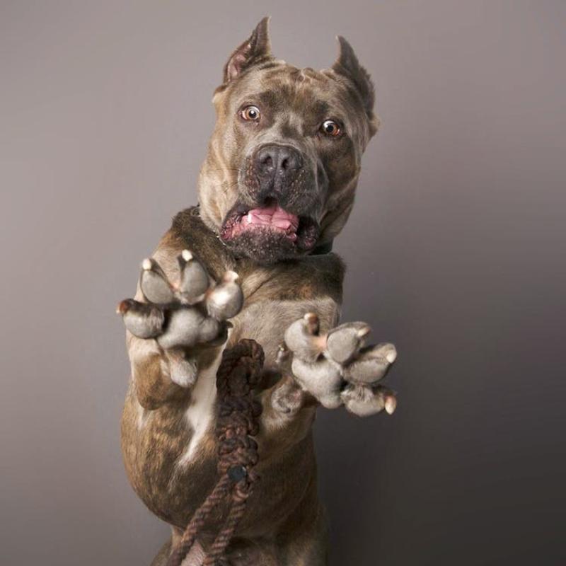 Divertida imagen de un perro es la nueva víctima del Photoshop
