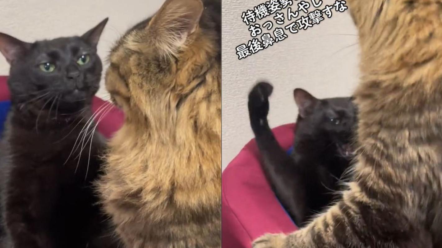 Revelan el origen del meme del gato "disociado"