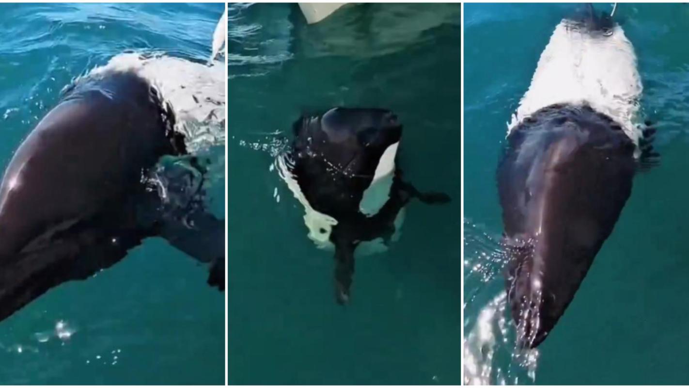 Delfín "panda" sorprende y saluda turistas en Patagonia argentina
