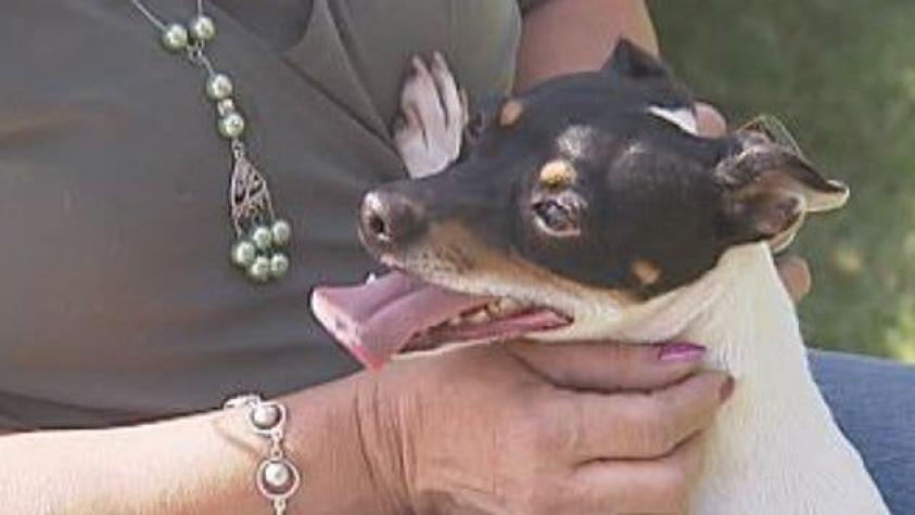 Quiltro chileno será reconocido como perro de raza | T13