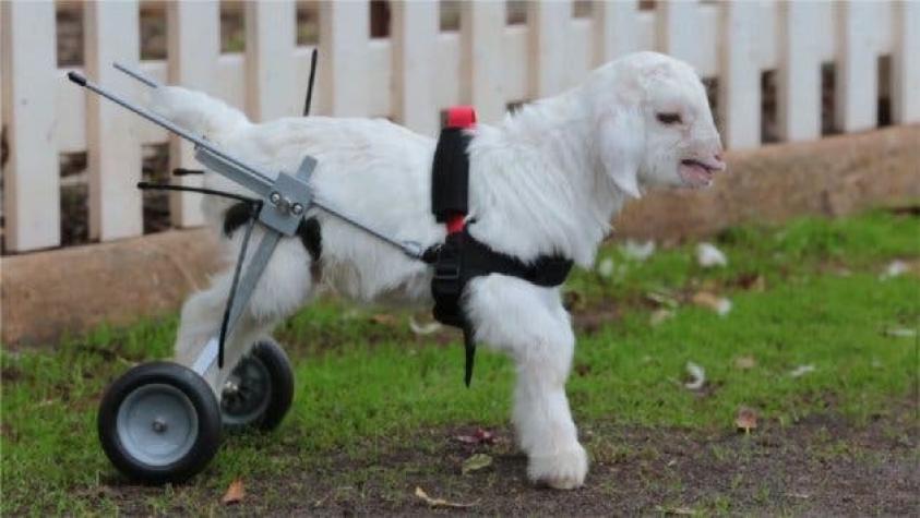 Tierna cabrita en silla de ruedas causa furor en la web | T13