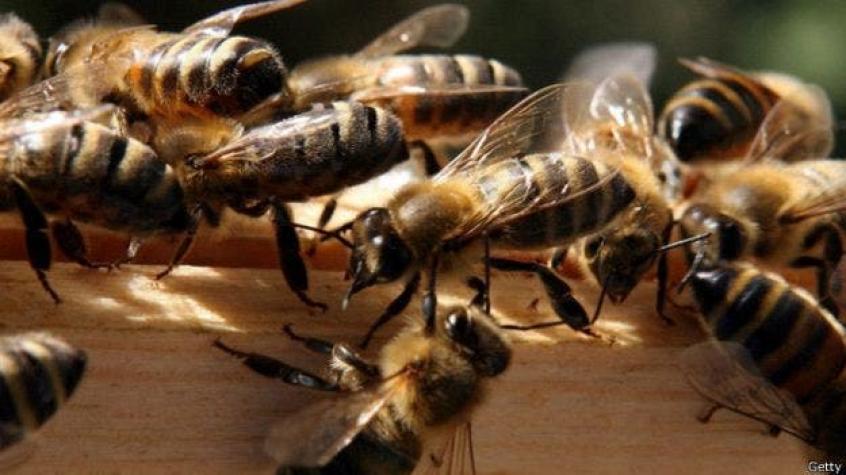 Las abejas de Sudáfrica, amenazadas de desaparición | T13