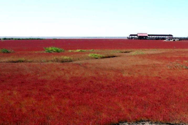 ¿Por qué esta playa en China se vuelve de un intenso color rojo?