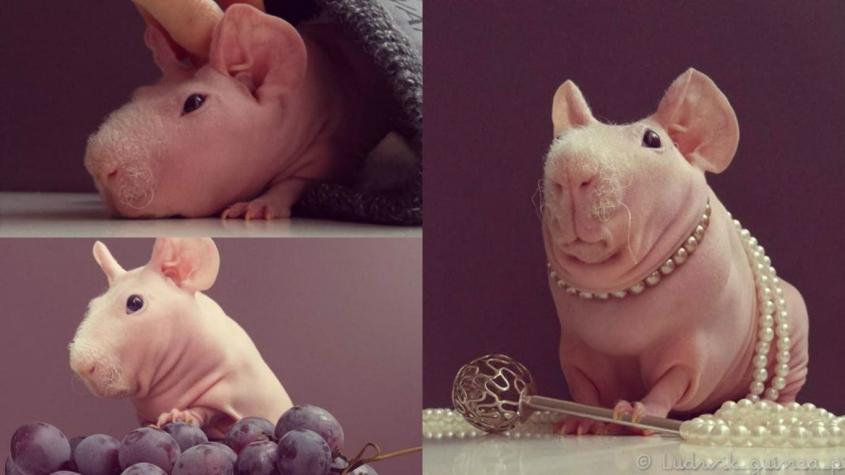 [FOTOS] Adorable: Este conejillo de indias sin pelo se ha convert
