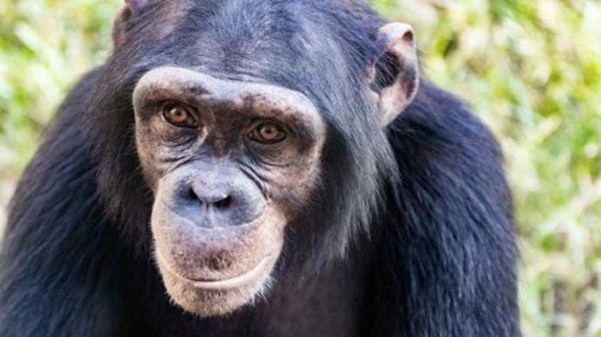 ¿Podemos percibir la inteligencia animal?