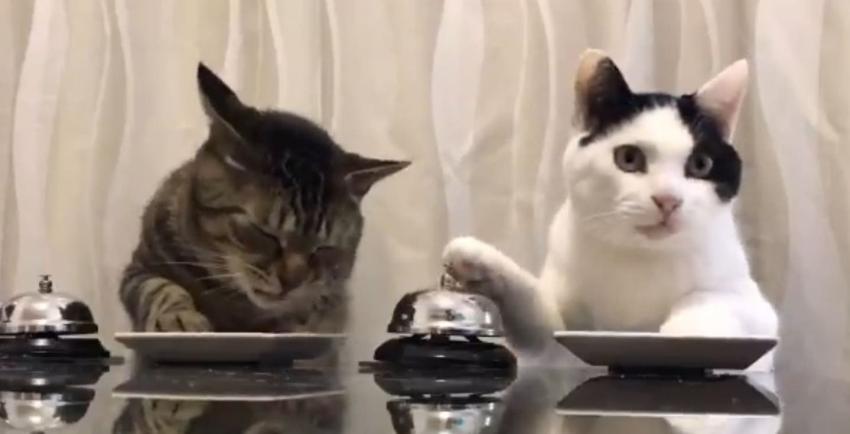 El video de dos gatos pidiendo comida que se hizo viral