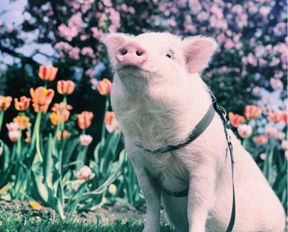 Christopher, el mini cerdo que viaja alrededor del mundo