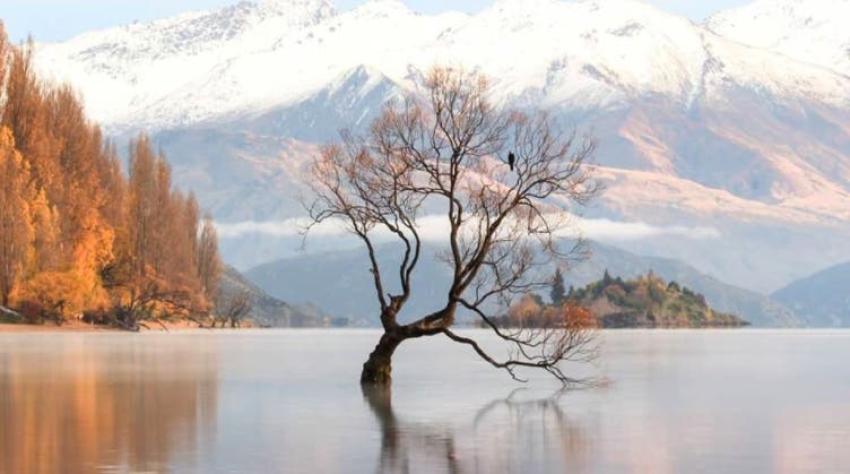 Destrozan uno de los árboles más fotografiados de Nueva Zelanda